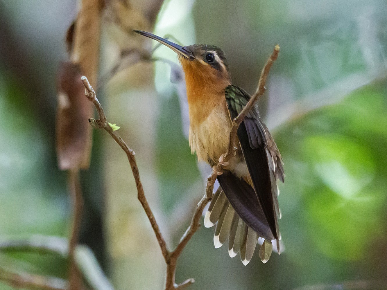 Hook-billed Hermit - eBird
