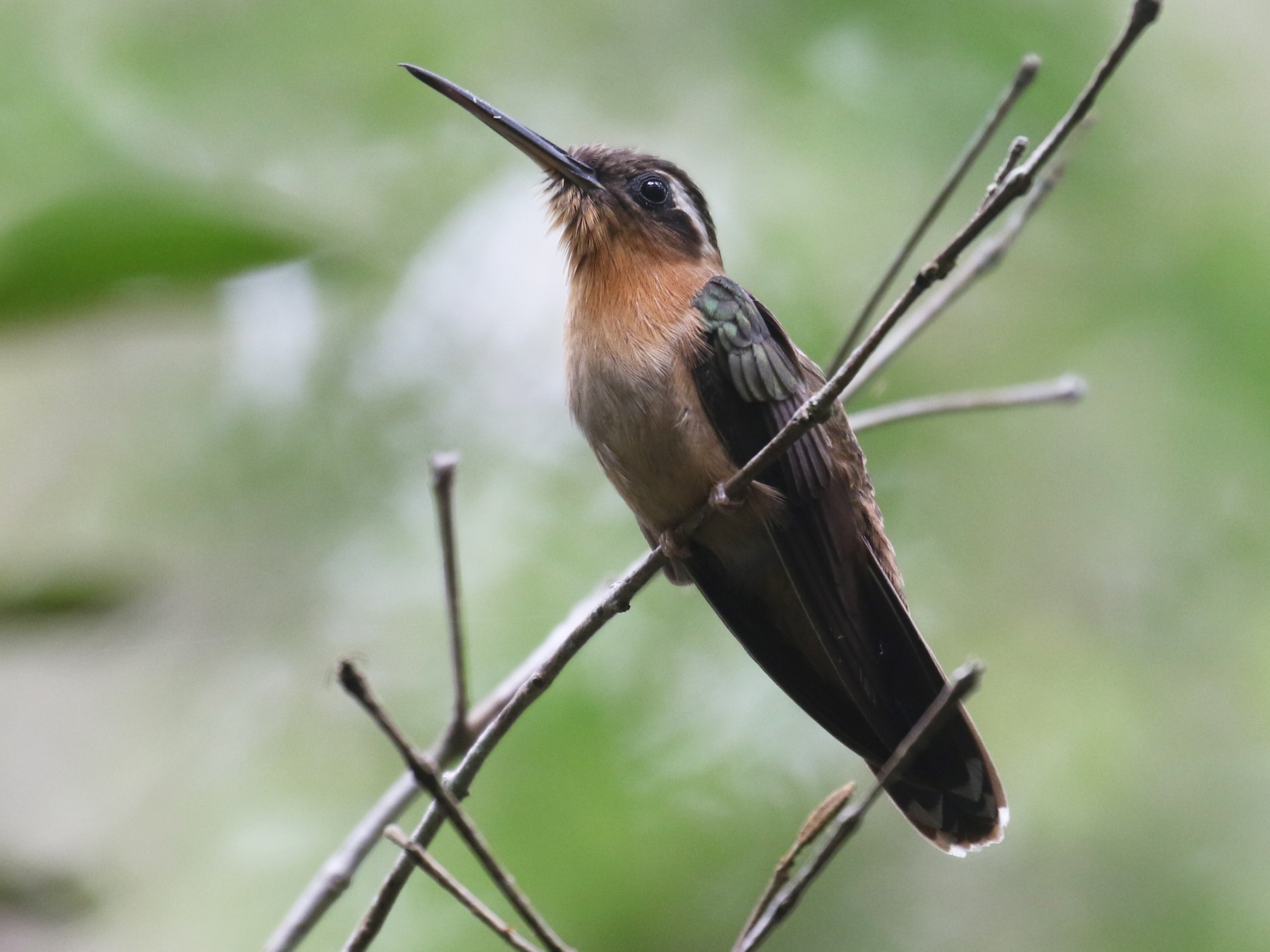 Hook-billed Hermit - eBird