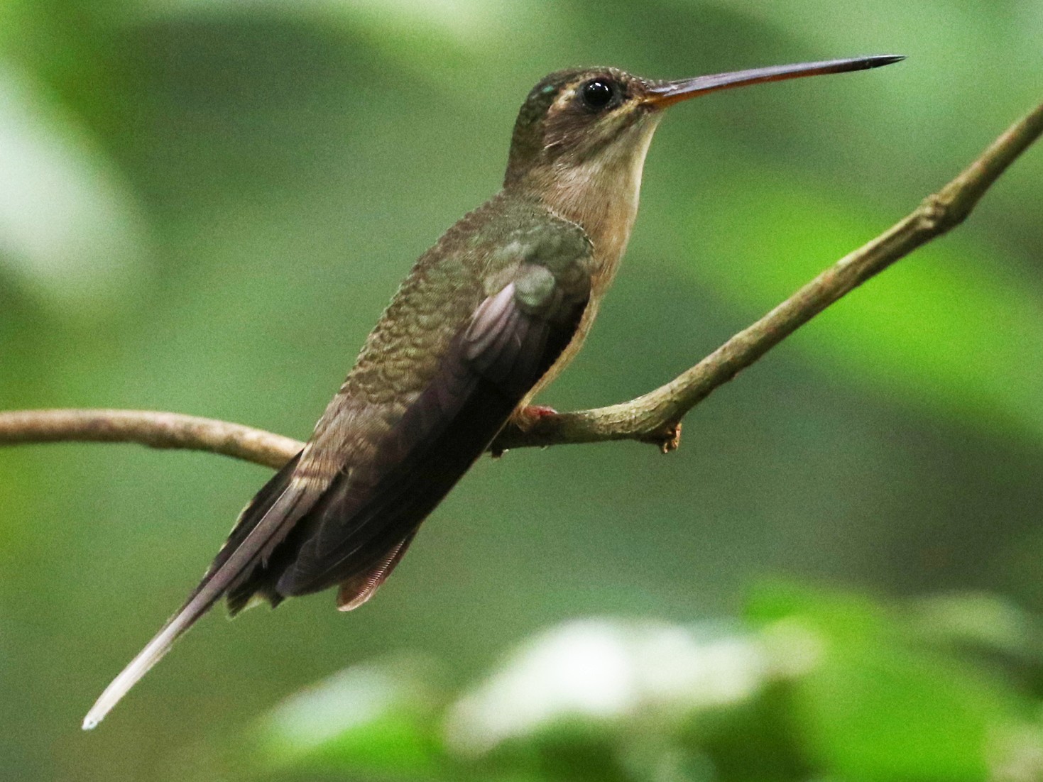 Straight-billed Hermit - eBird