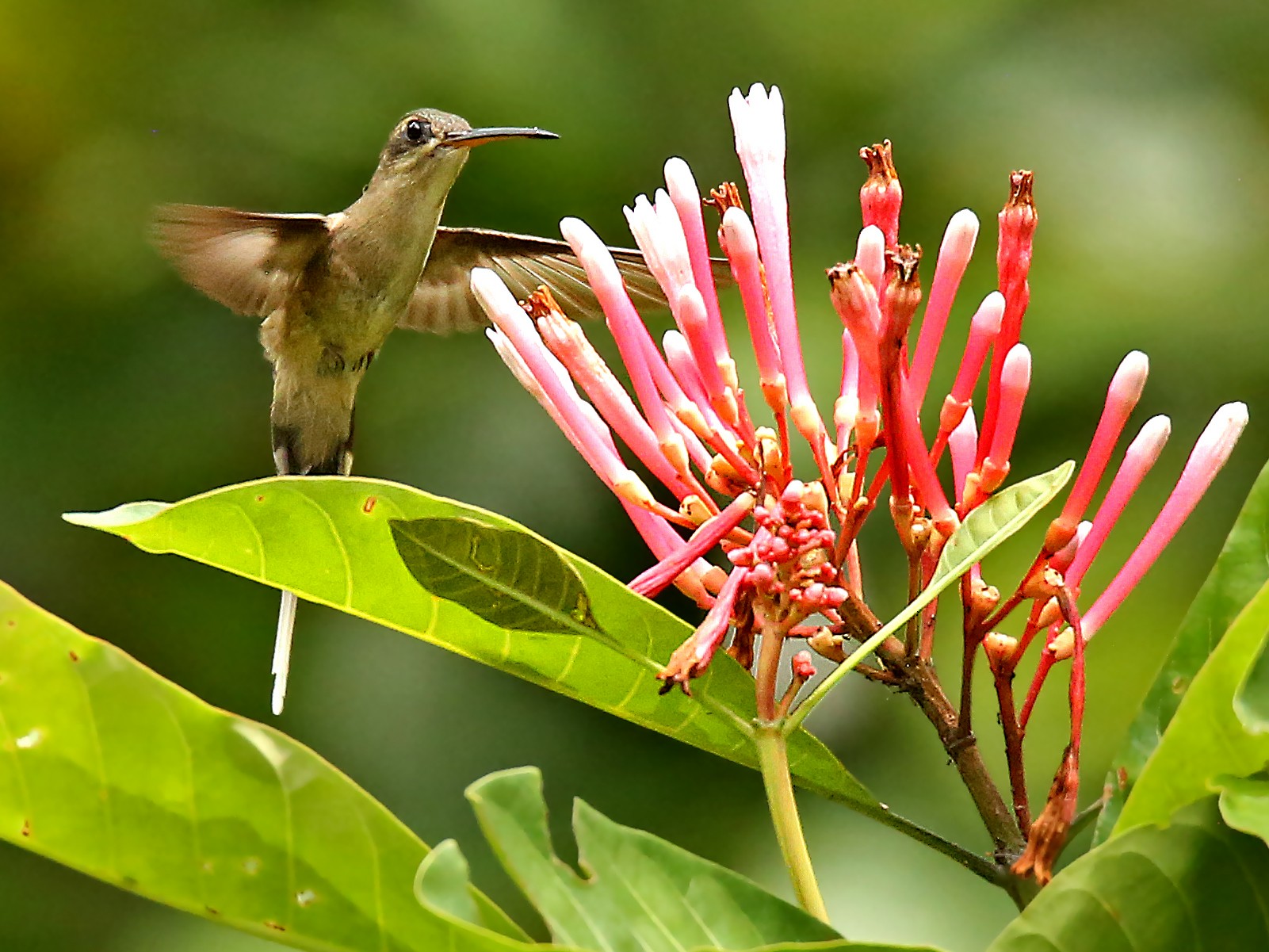 Straight-billed Hermit - eBird