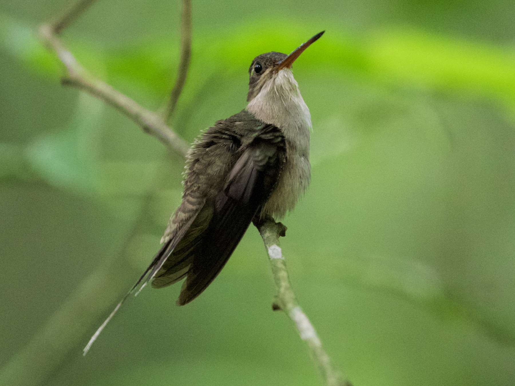 Straight-billed Hermit - eBird