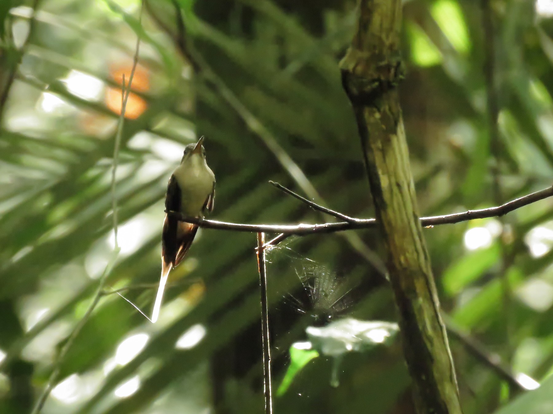 Straight-billed Hermit - eBird