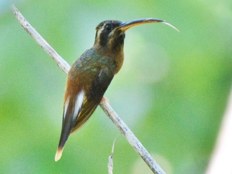 Tapajos Hermit - eBird