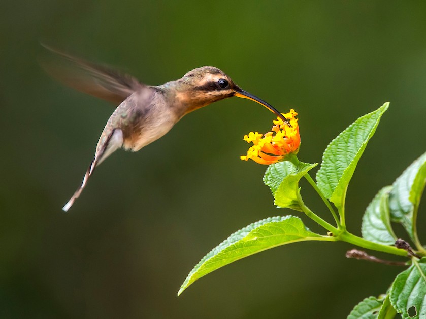 Minute Hermit - eBird