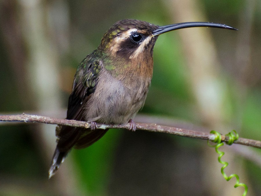 Minute Hermit - eBird