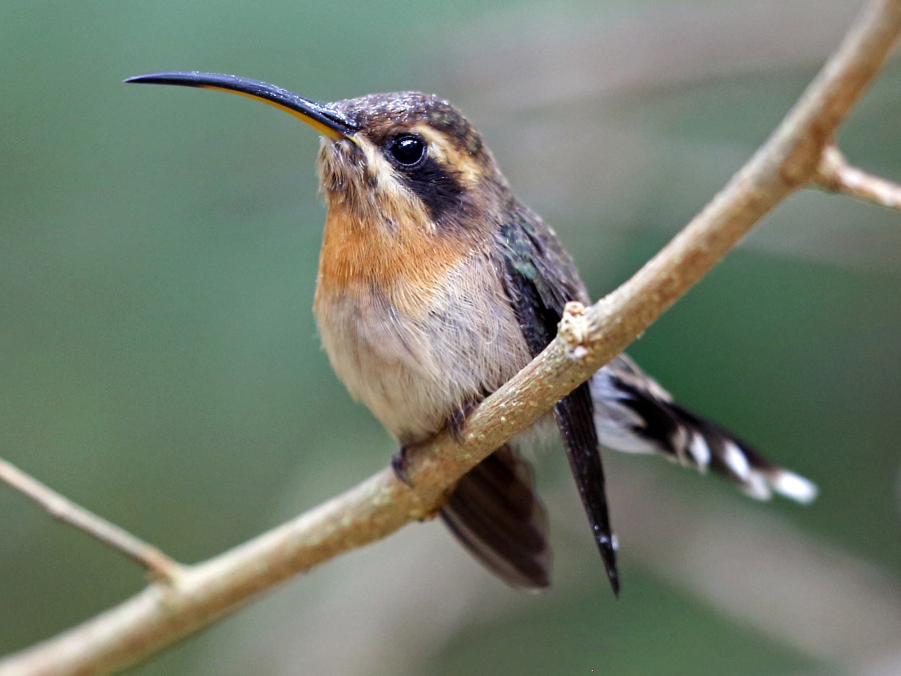Minute Hermit - eBird