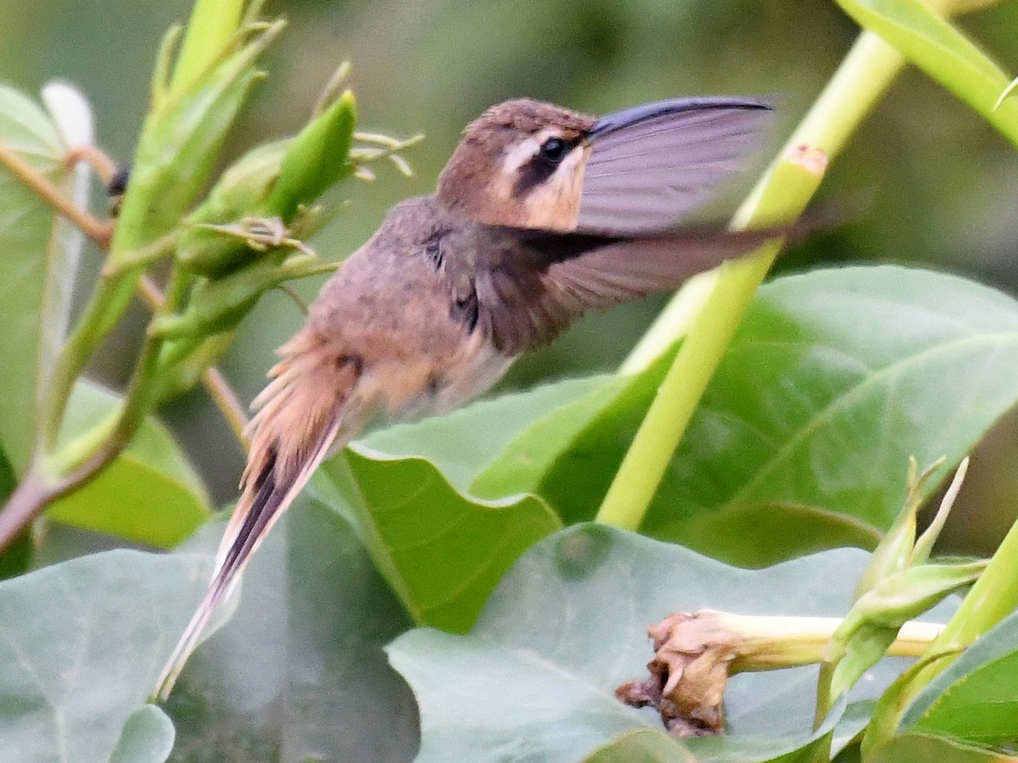 Cinnamon-throated Hermit - eBird