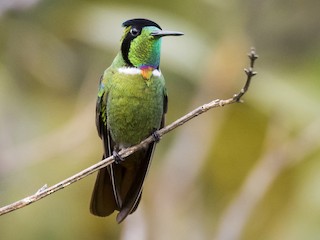Colibri lumachelle - eBird