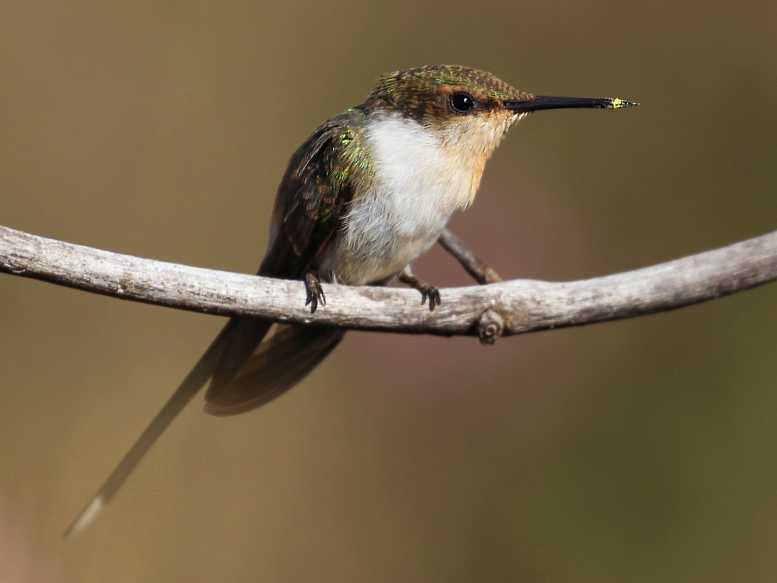 Horned Sungem - eBird