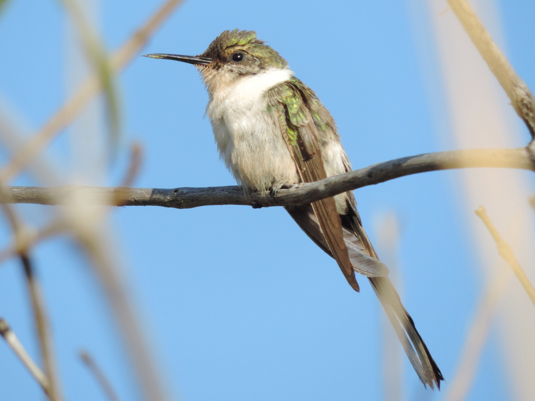 Horned Sungem - eBird