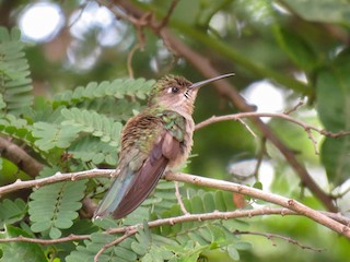 Outcrop Sabrewing - eBird