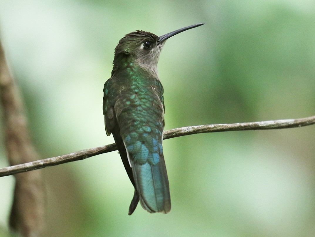 Outcrop Sabrewing - eBird