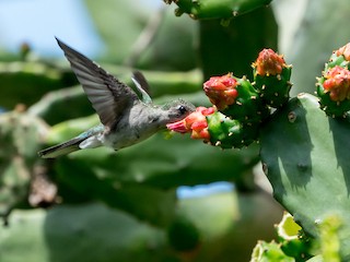 Outcrop Sabrewing - eBird