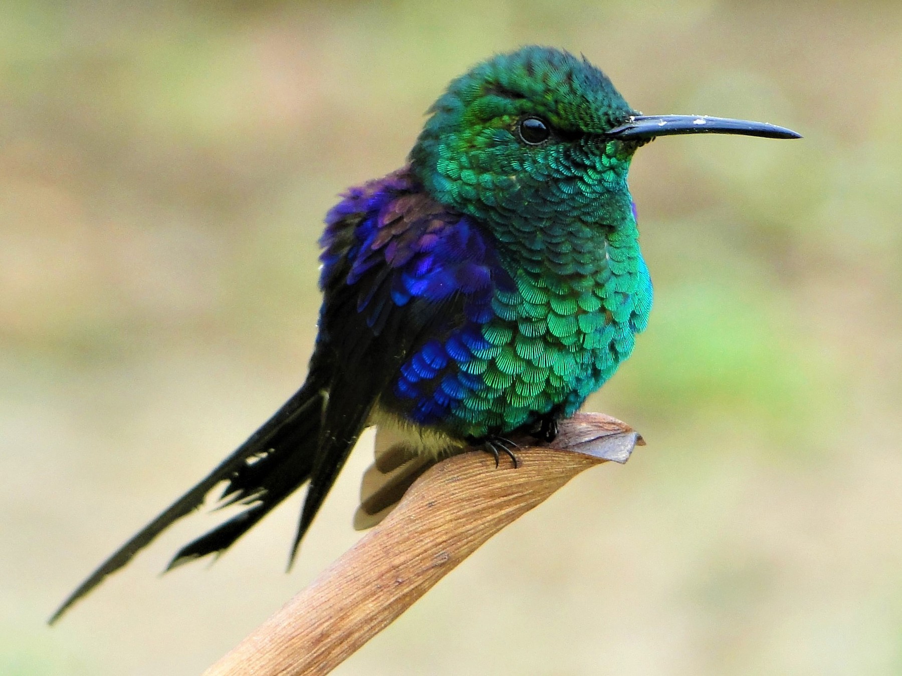Long-tailed Woodnymph - eBird
