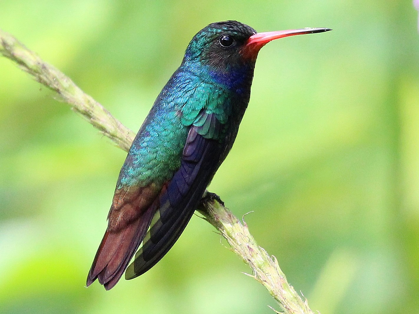 Picaflor Cola Castaña - eBird