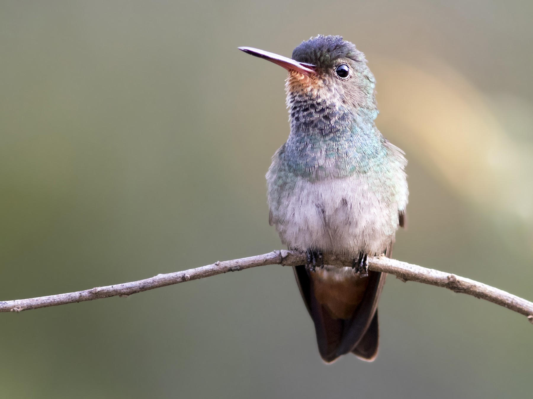 Rufous-throated Sapphire - eBird