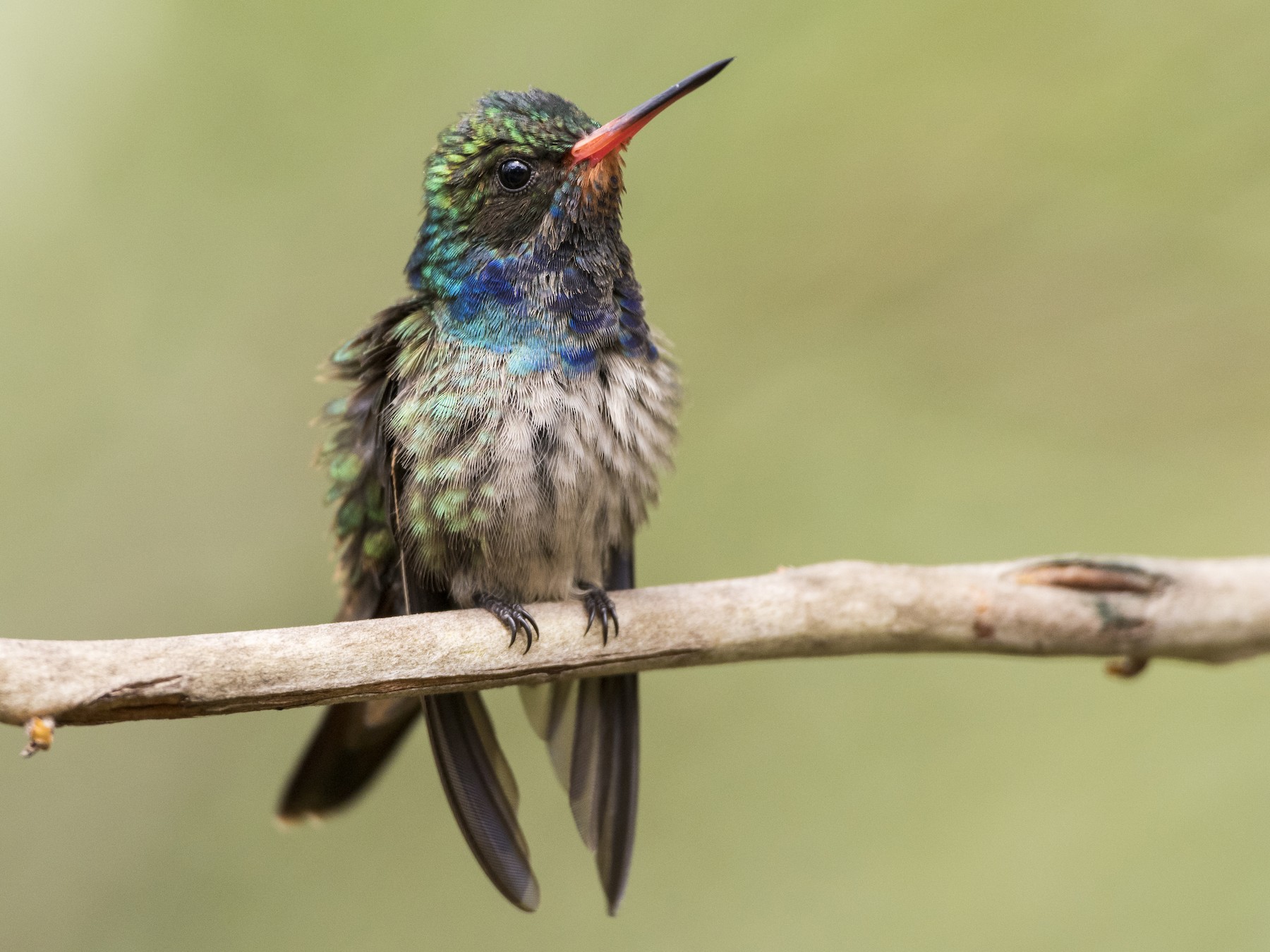 Rufous-throated Sapphire - eBird