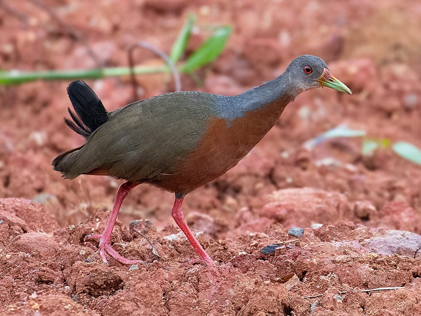 Little Wood-Rail - eBird
