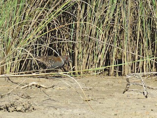 Dot-winged Crake - eBird
