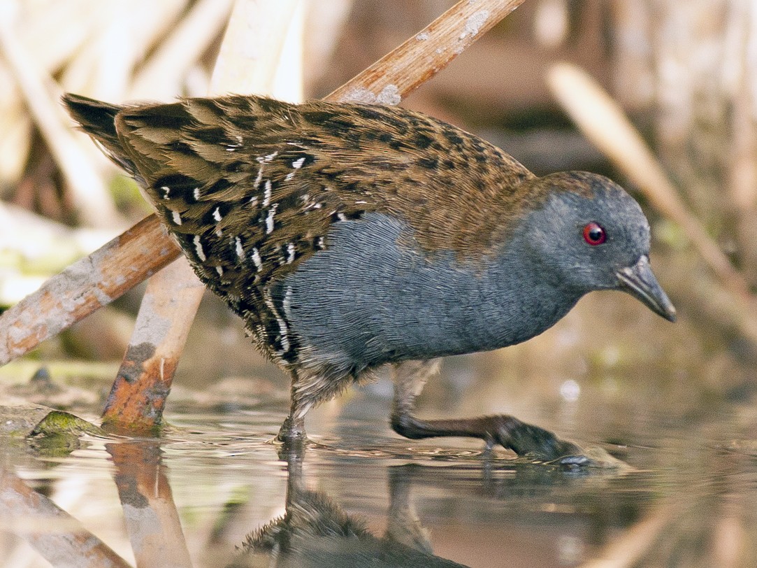 Dot-winged Crake - eBird