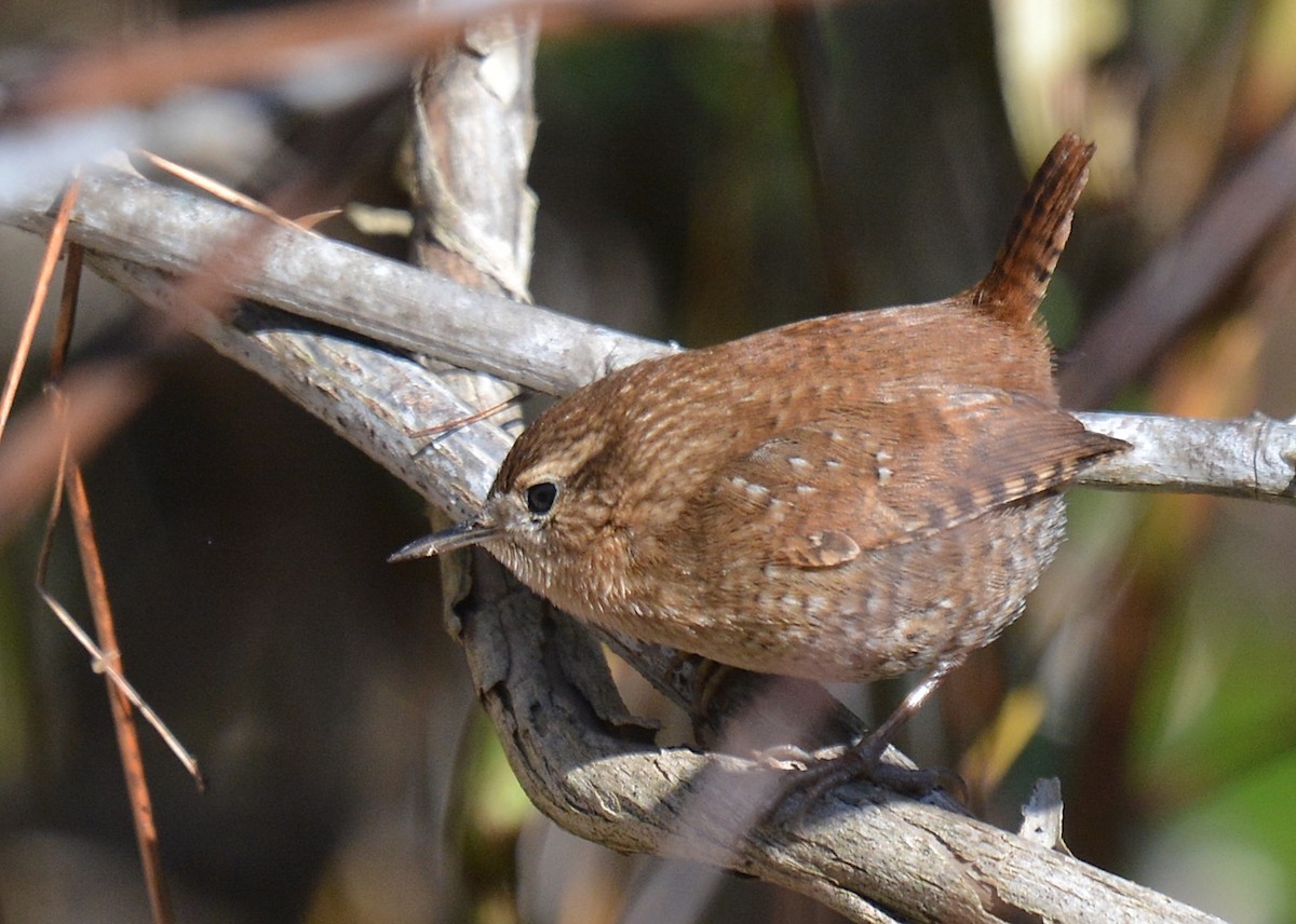 eBird Checklist - 17 Nov 2019 - Beaver Lake Bird Sanctuary - 28 species ...