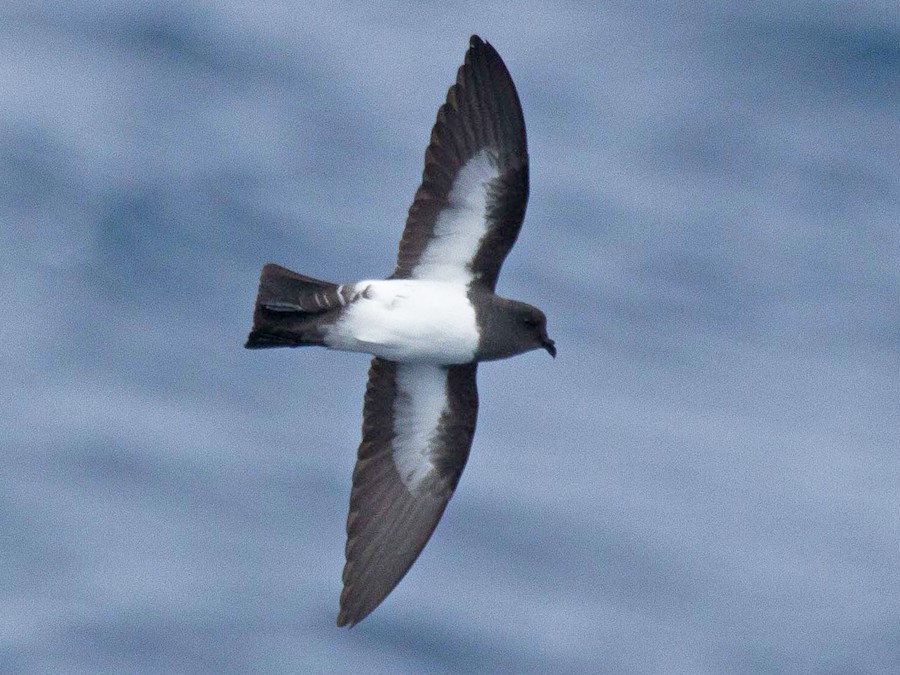 White-bellied Storm-Petrel - eBird