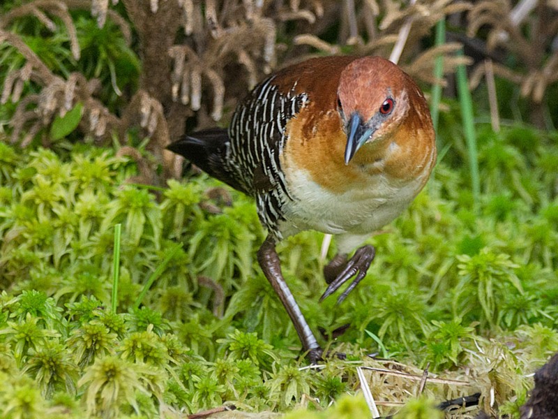 Rufous-faced Crake - eBird