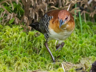 Rufous-faced Crake - eBird