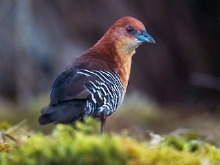 Rufous-faced Crake - eBird