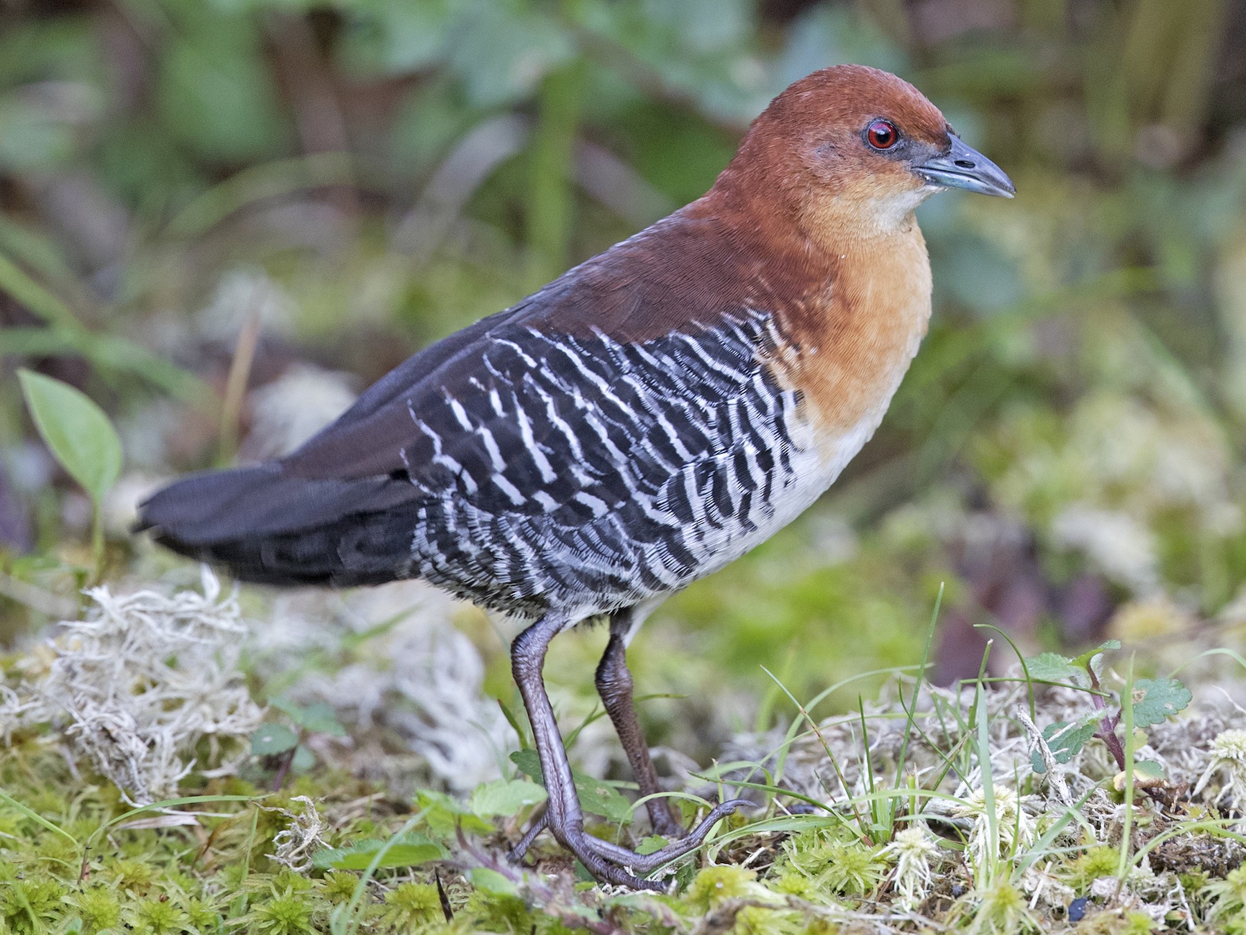Rufous-faced Crake - eBird