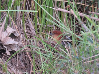 Rufous-faced Crake - eBird