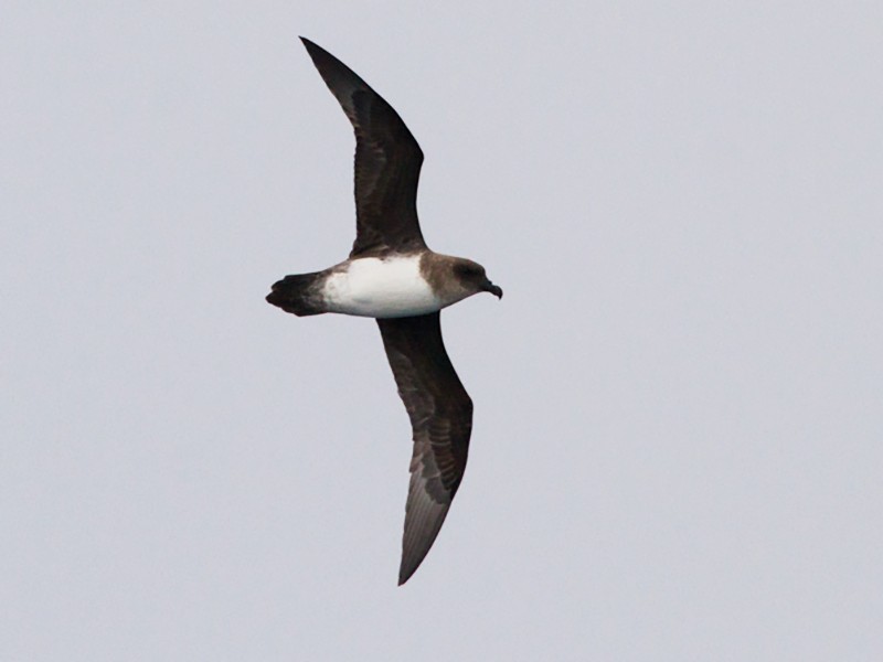 Atlantic Petrel - eBird