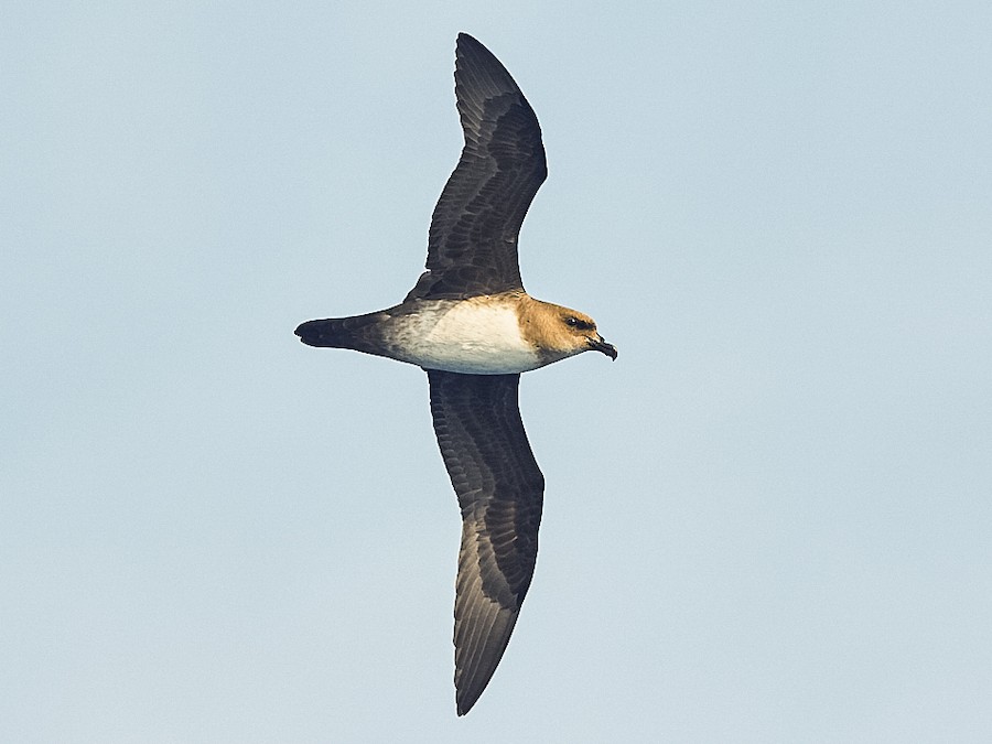 Atlantic Petrel - eBird