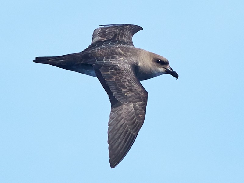 Atlantic Petrel - eBird