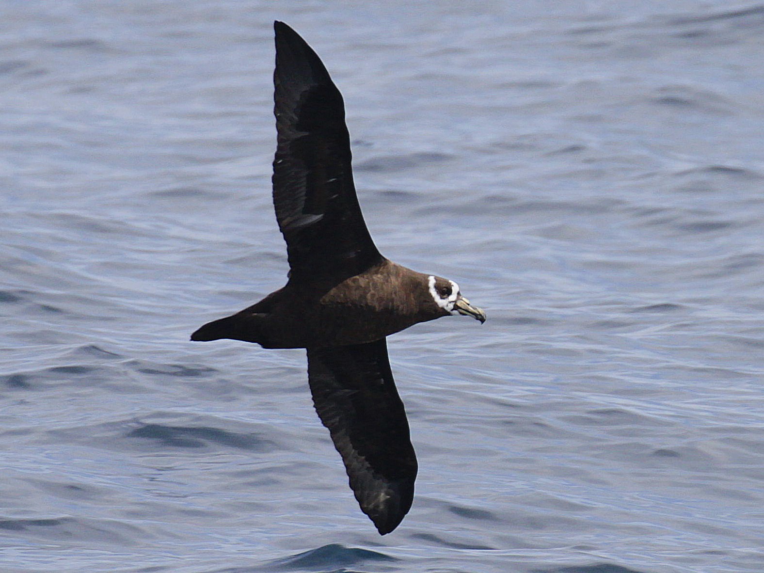 Spectacled Petrel - eBird