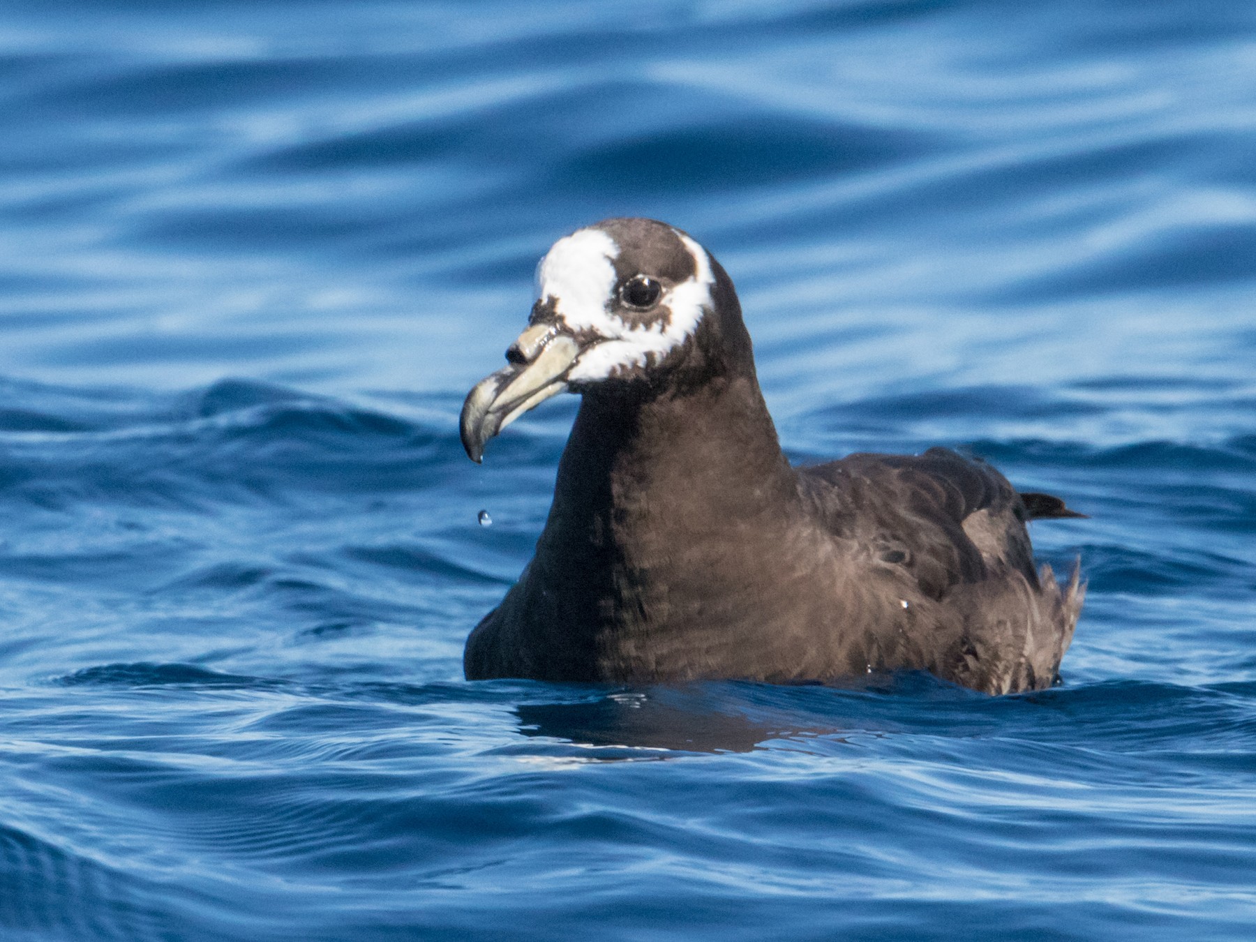 Spectacled Petrel - eBird