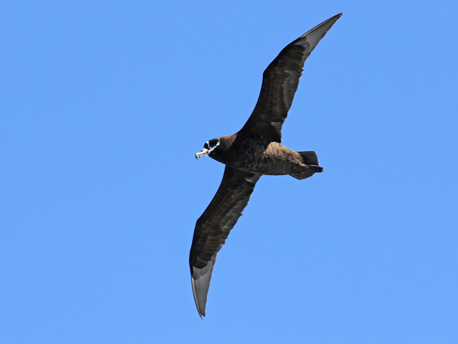 Spectacled Petrel - eBird