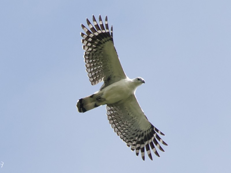 White-collared Kite - eBird