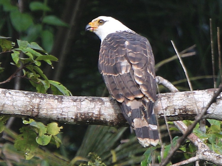 White-collared Kite - eBird