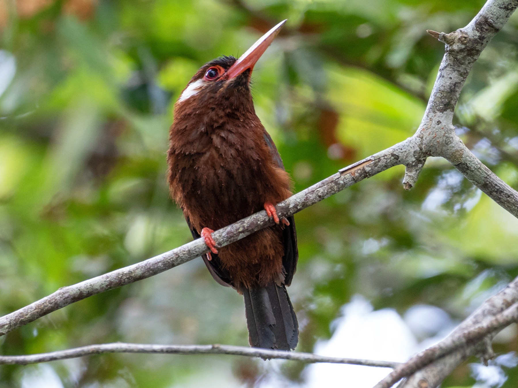 Jacamará Orejiblanco - eBird