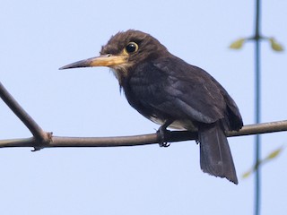 Brown Jacamar - eBird