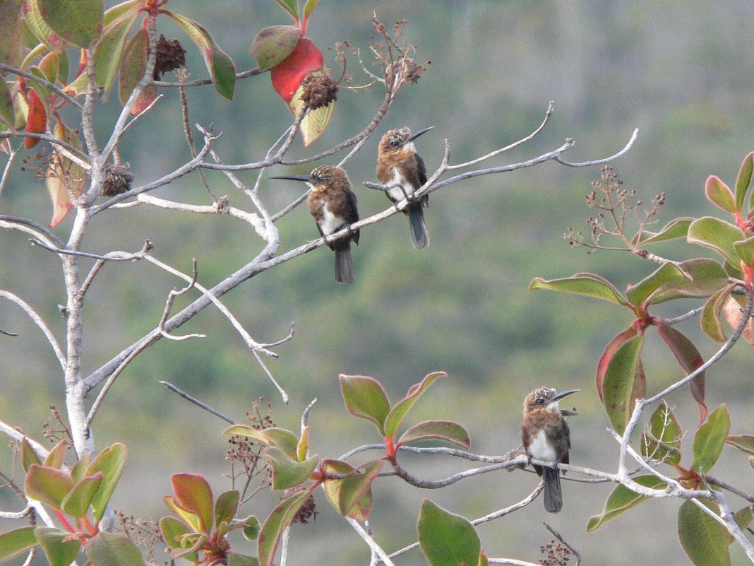 Jacamará pardo - eBird