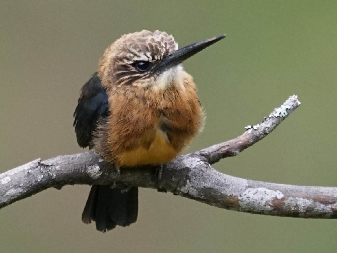 Jacamará Pardo - eBird