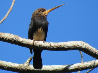 Brown Jacamar - eBird