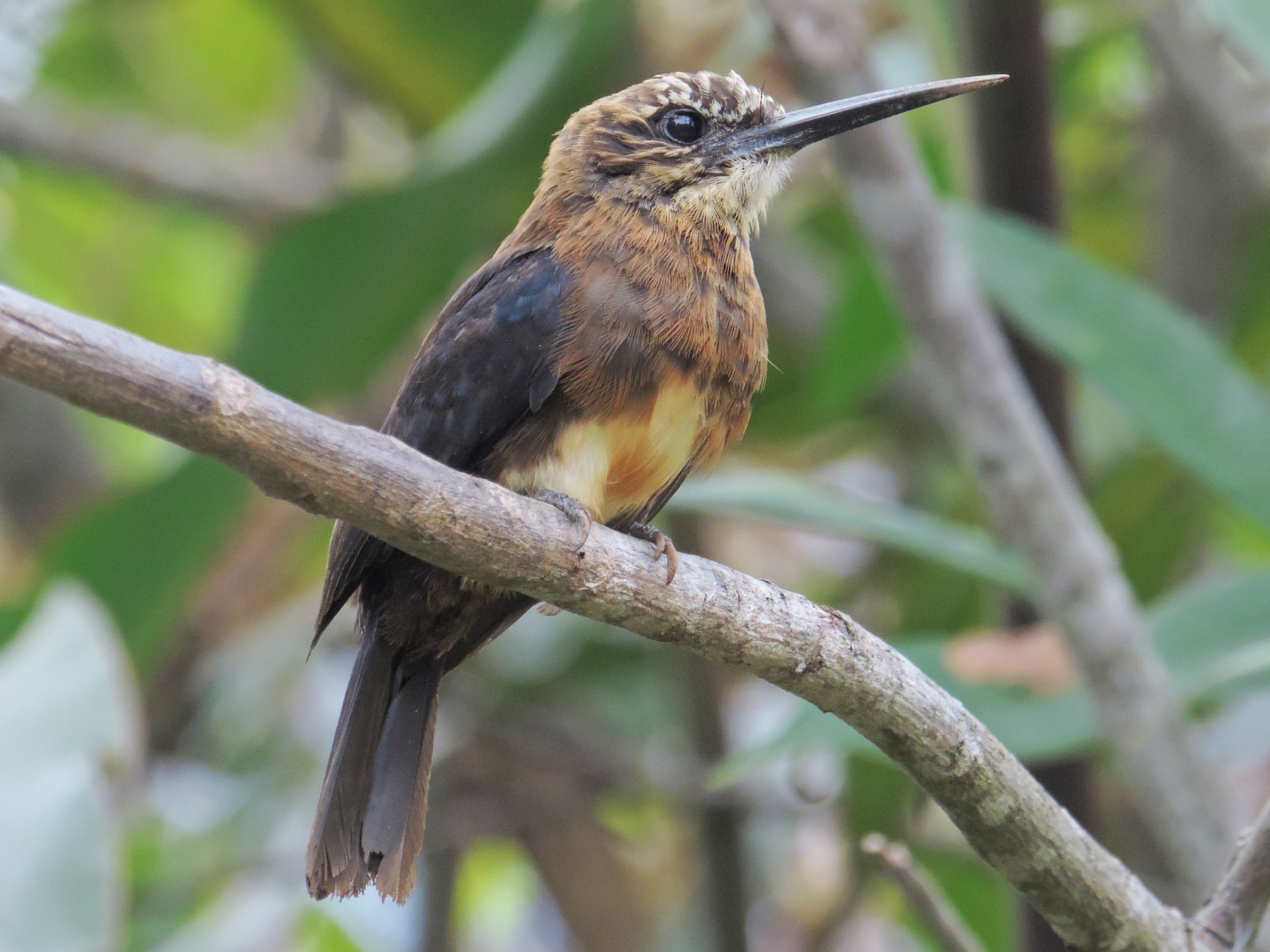 Brown Jacamar - eBird