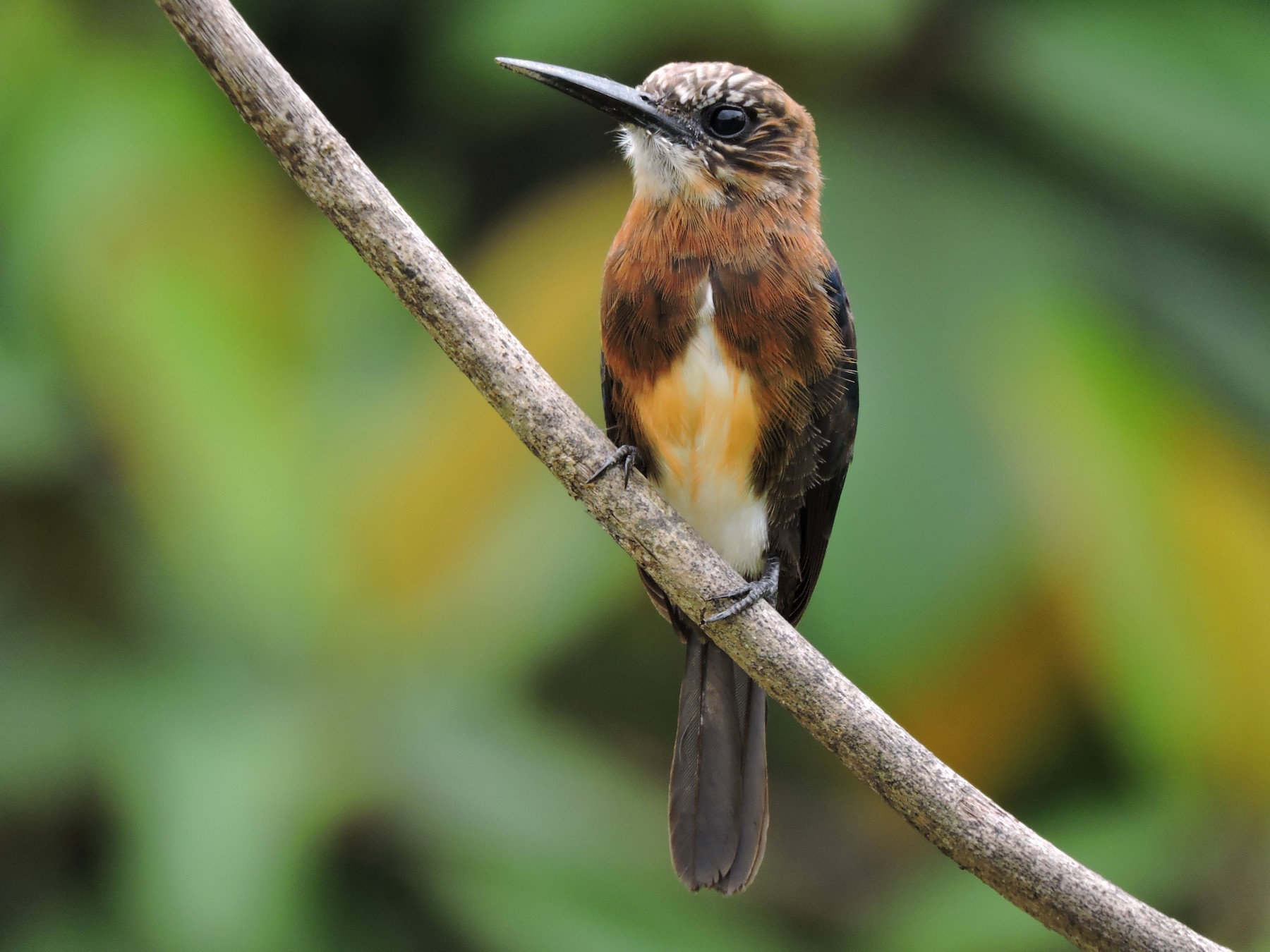 Brown Jacamar - eBird