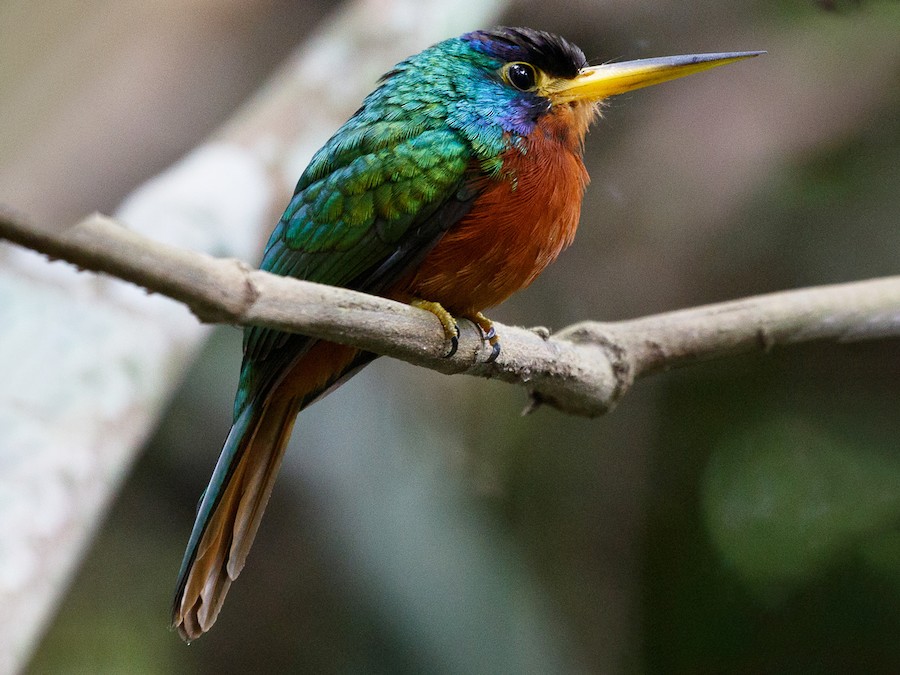 Blue-cheeked Jacamar - eBird