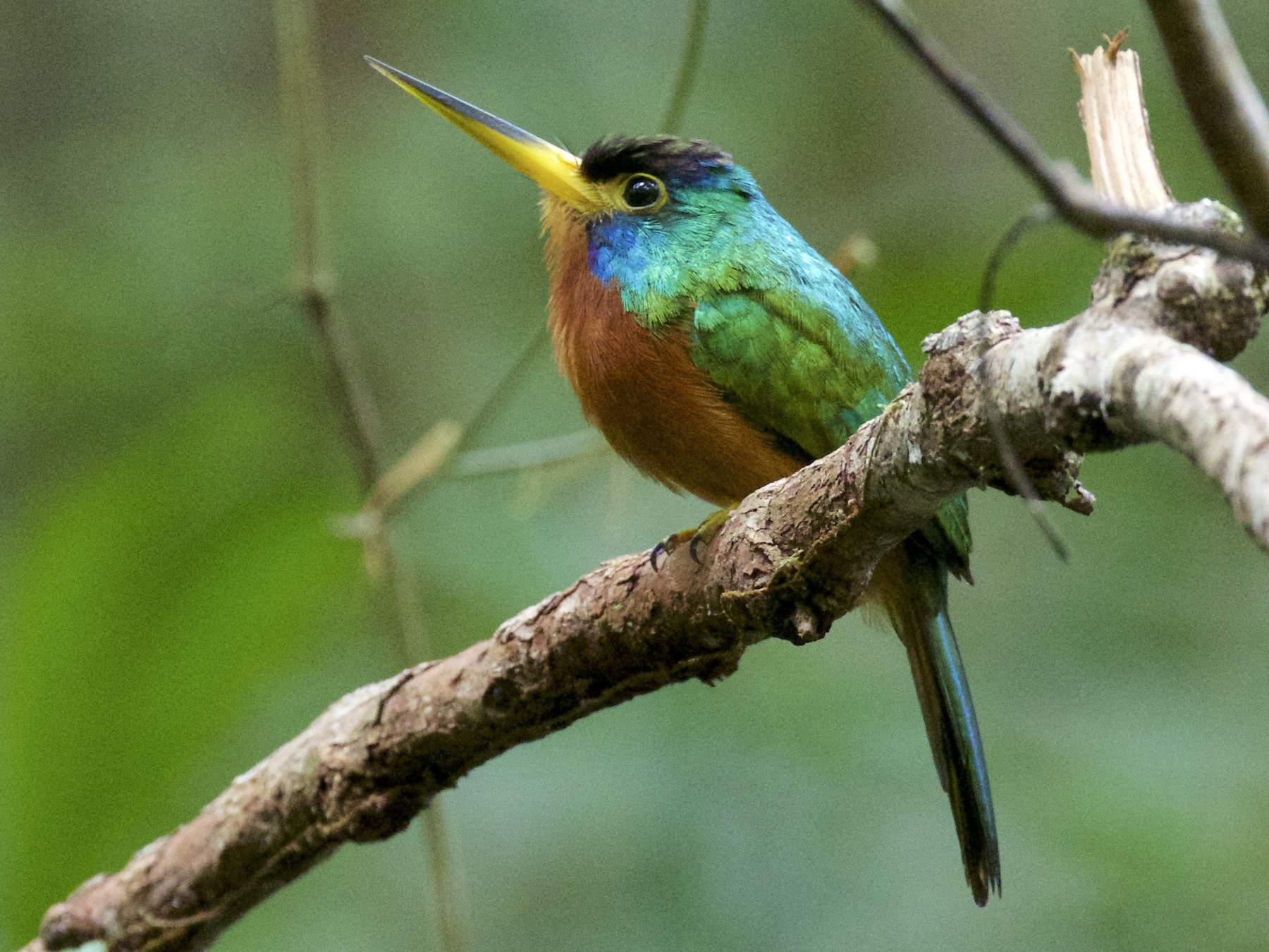 Blue-cheeked Jacamar - eBird