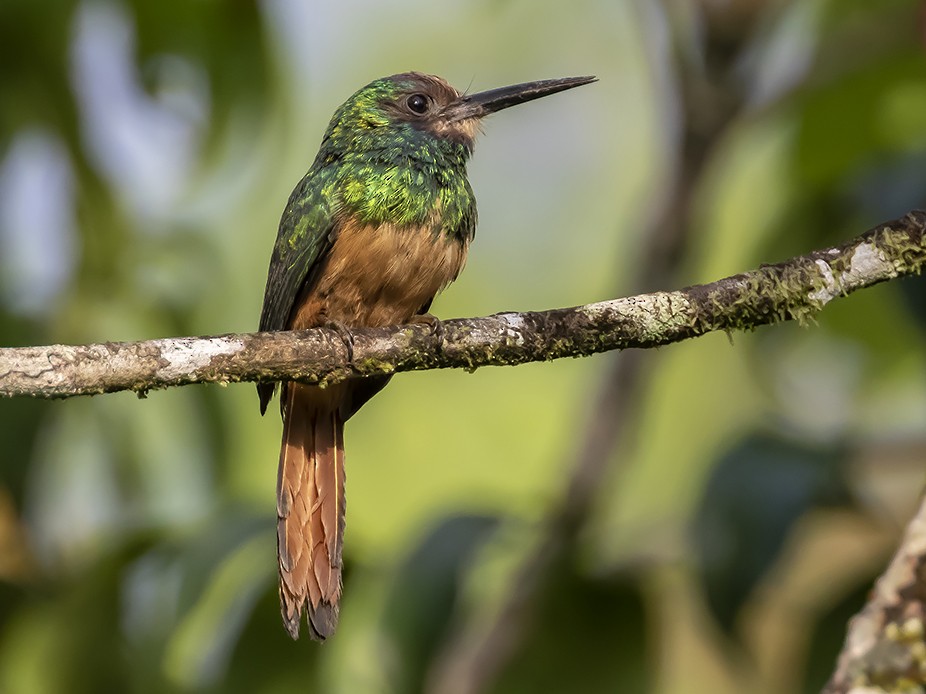 White-chinned Jacamar - eBird