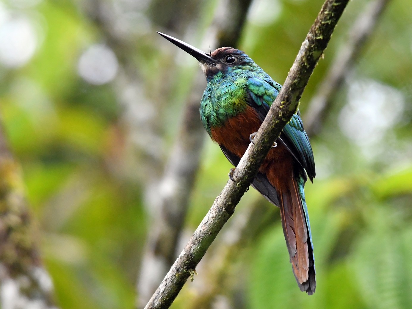 White-chinned Jacamar - eBird